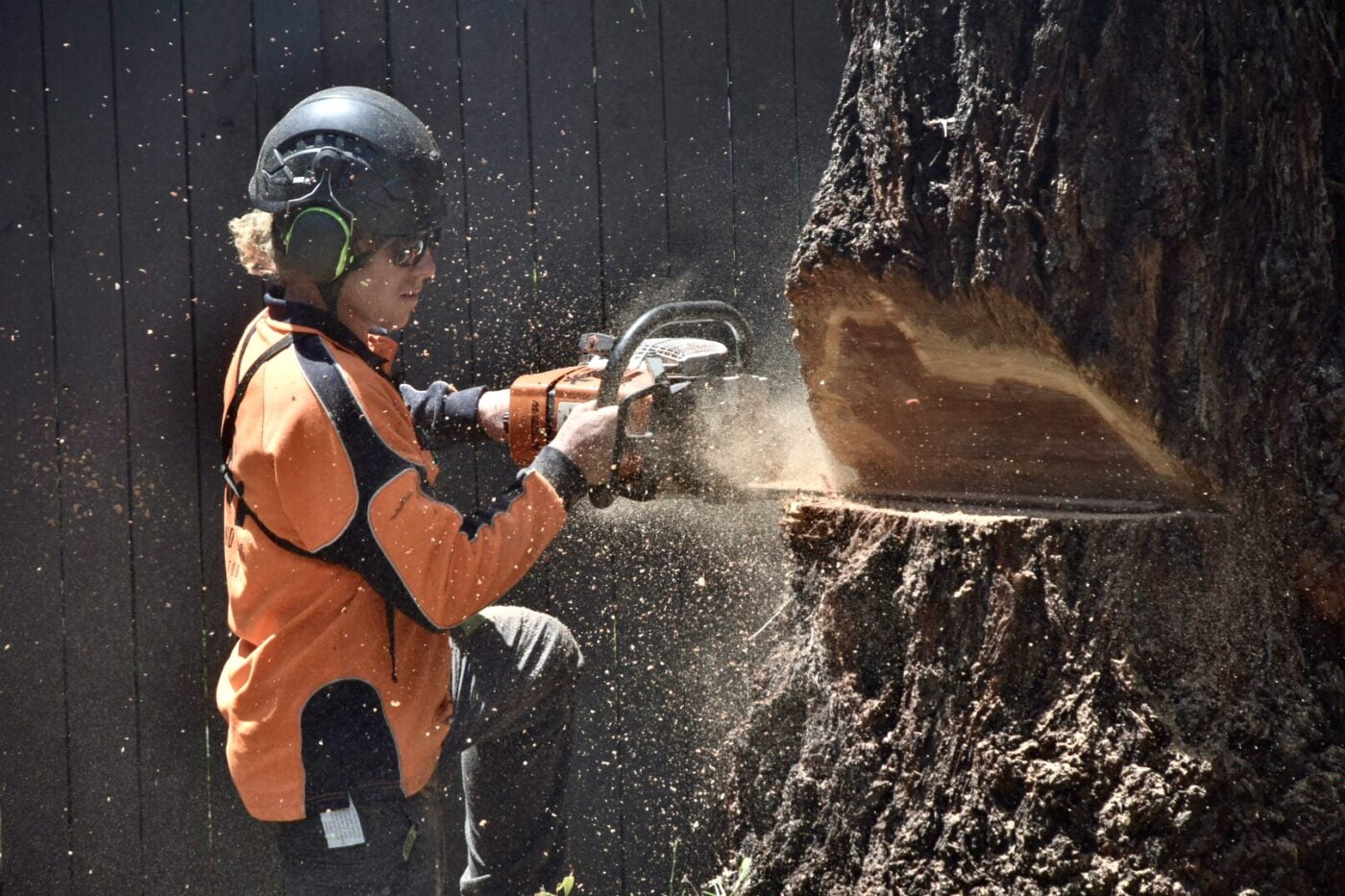 Tree Lifecycle Guide: Knowing When Removal Is Essential