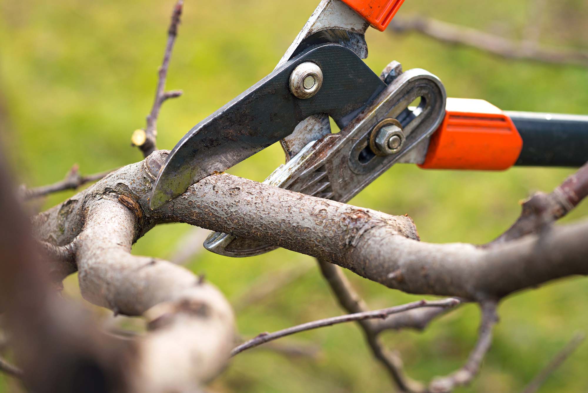 Tree Pruning & Cutting Services Sydney | Wolf Trees, Call Jonnie