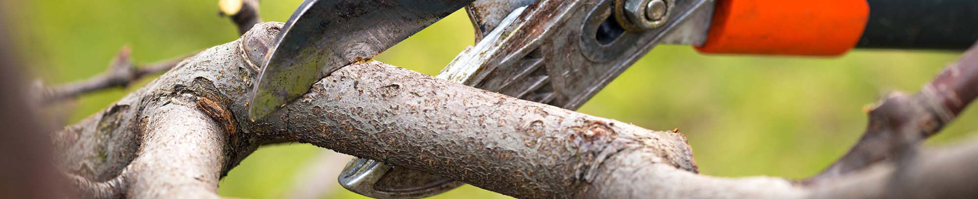 Tree Pruning & Cutting Services Sydney | Wolf Trees, Call Jonnie