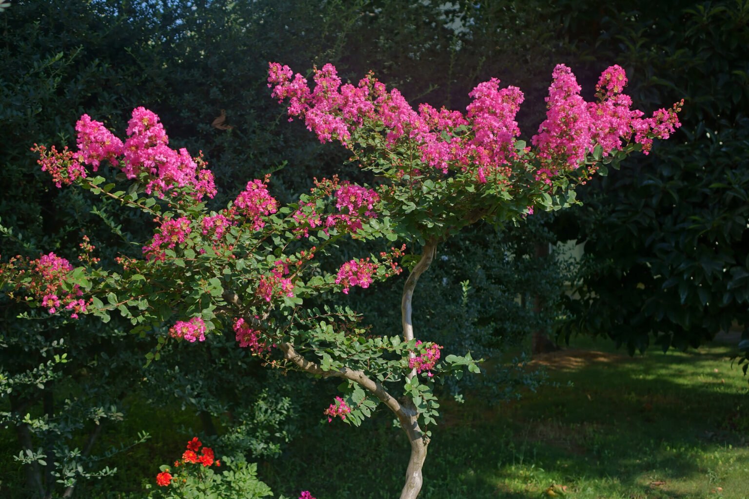 Top 5 Trees for Small Australian Gardens
