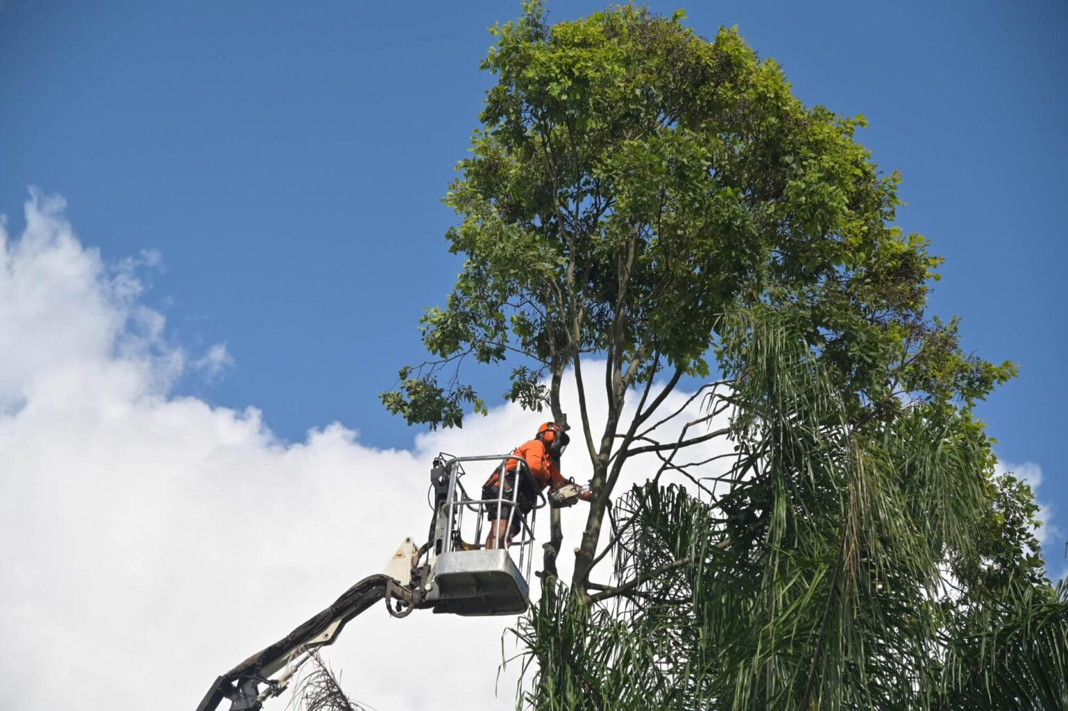 Tree Lifecycle Guide: Knowing When Removal Is Essential