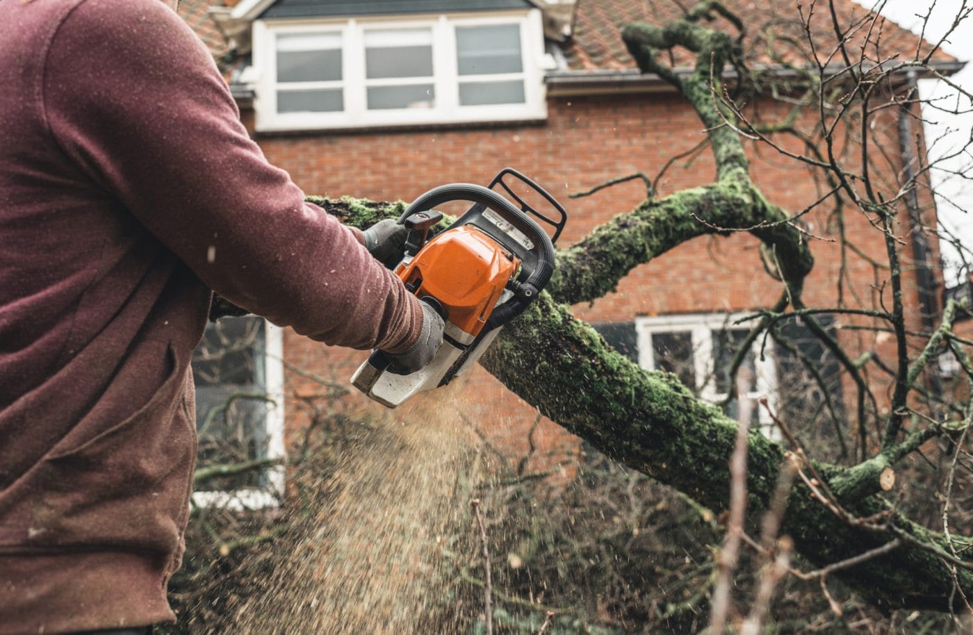 Who Is Responsible for Fallen Tree Removal? | Wolf Trees and Gardens