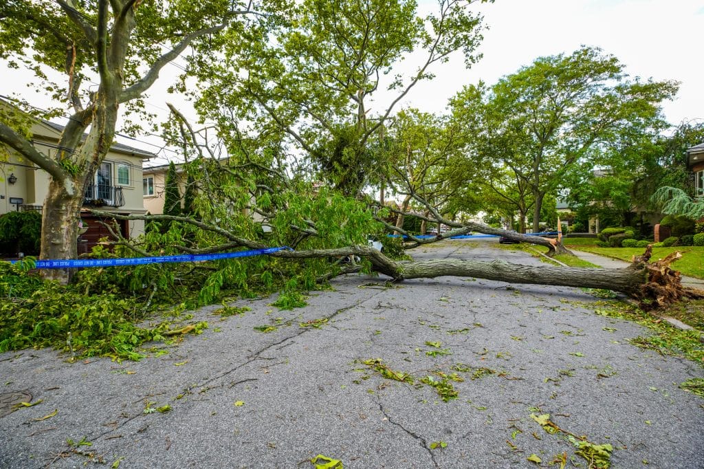 Who Is Responsible for Fallen Tree Removal? | Wolf Trees and Gardens